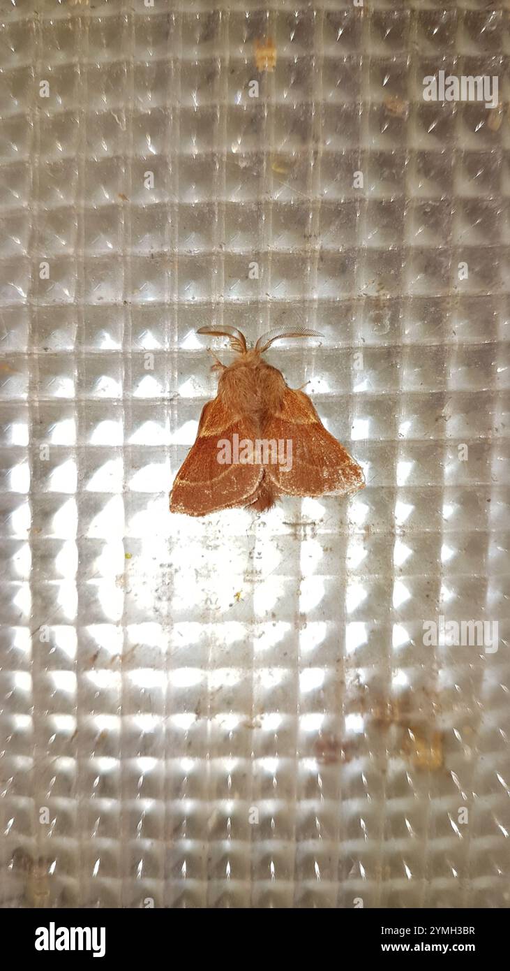 Tent Caterpillar Moths (Malacosoma Stock Photo - Alamy