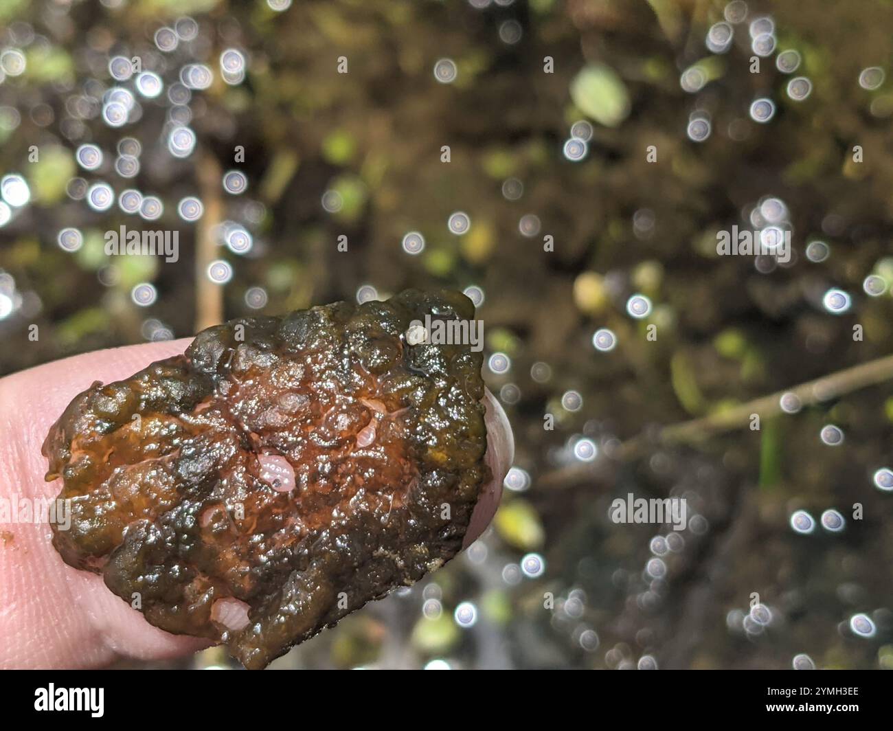 green algae (Chlorophyta Stock Photo - Alamy