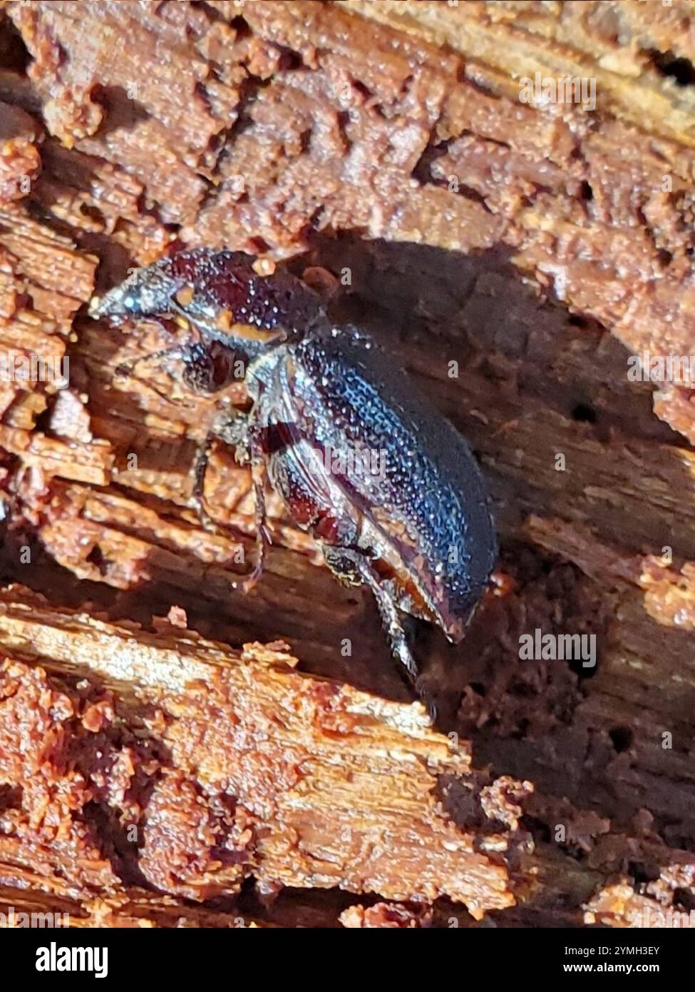Red-rot Decay Stag Beetle (Ceruchus piceus Stock Photo - Alamy