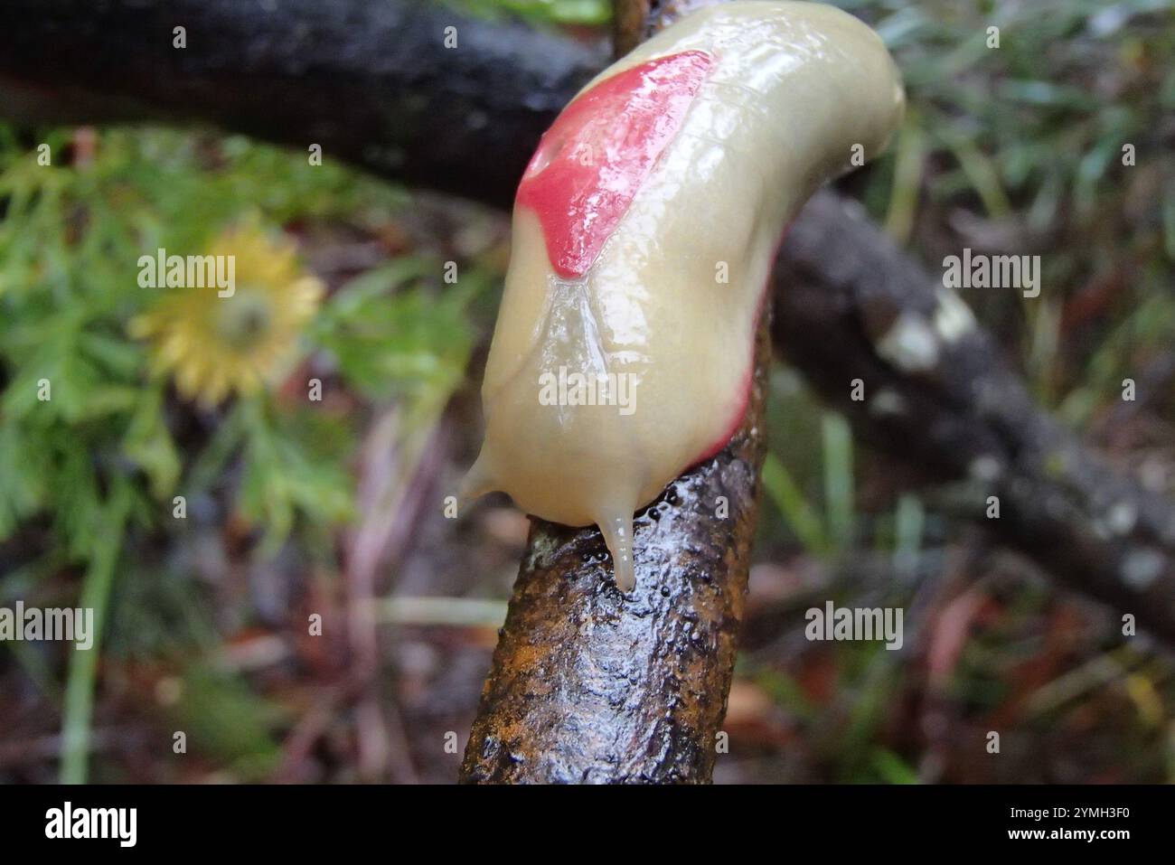 Red triangle slug hi-res stock photography and images - Alamy