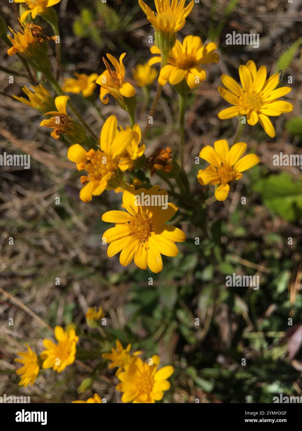 Maryland golden-aster (Chrysopsis mariana Stock Photo - Alamy