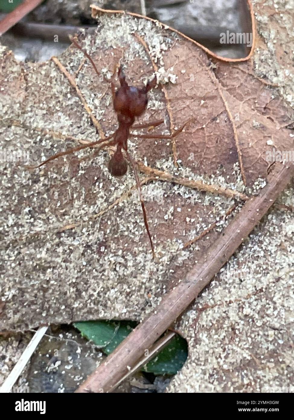 Texas Leafcutter Ant (Atta texana Stock Photo - Alamy
