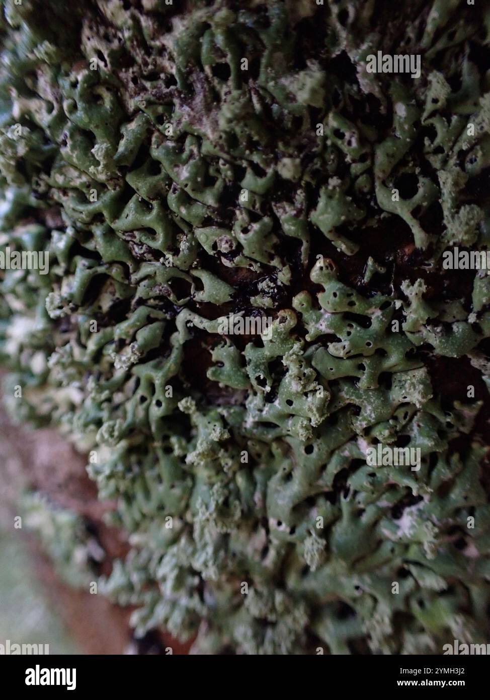 Tree Flute Lichen (Menegazzia subsimilis Stock Photo - Alamy