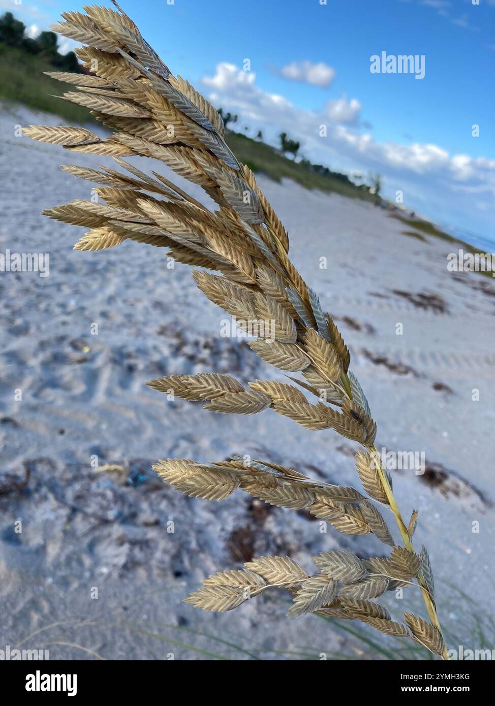 sea oats (Uniola paniculata Stock Photo - Alamy