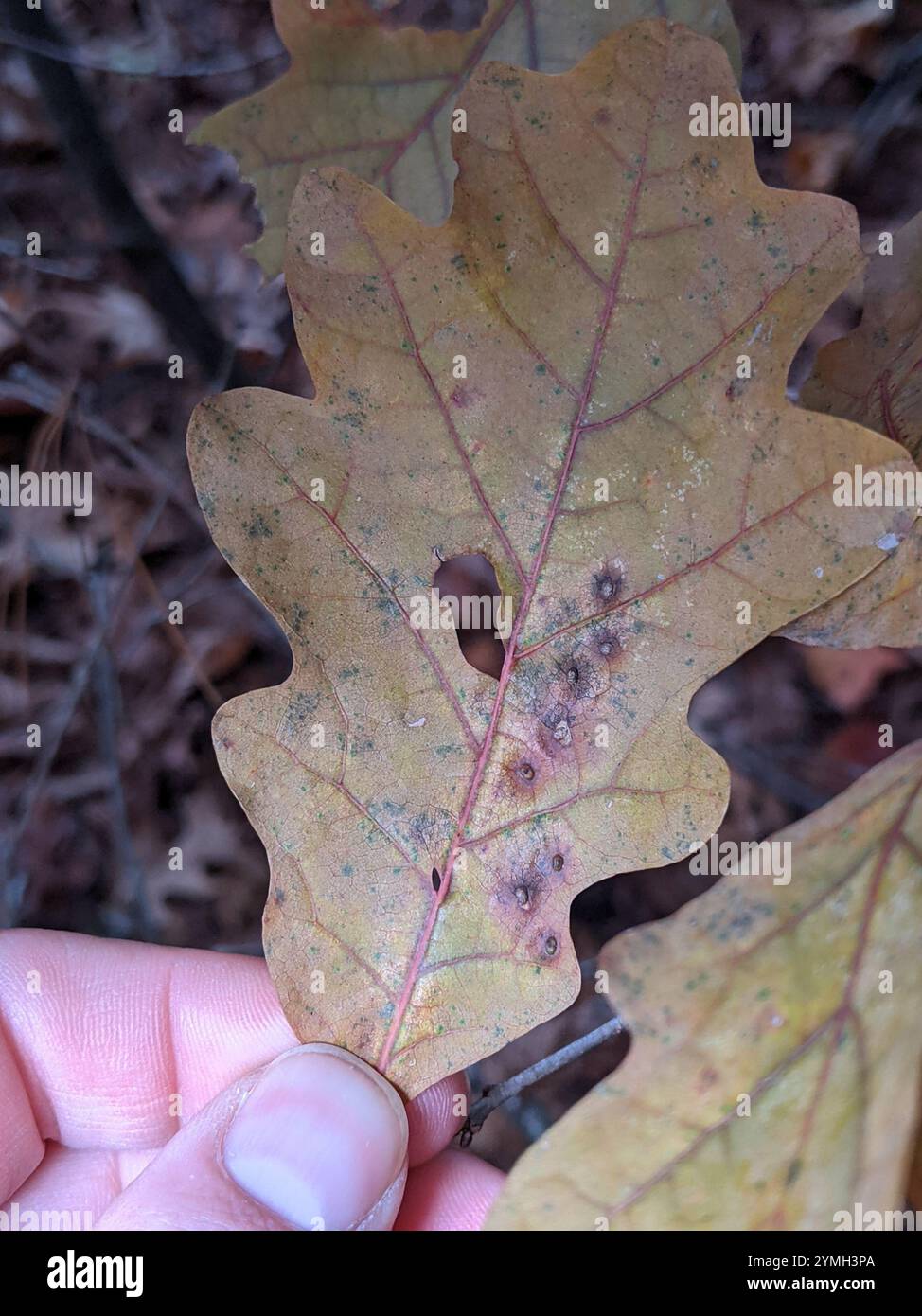 oak flake gall wasp (Neuroterus quercusverrucarum Stock Photo - Alamy