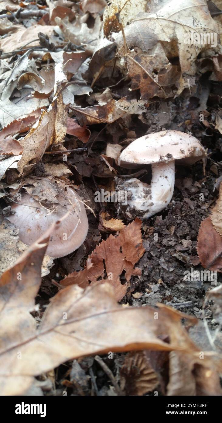 Bitter poisonpie hi-res stock photography and images - Alamy