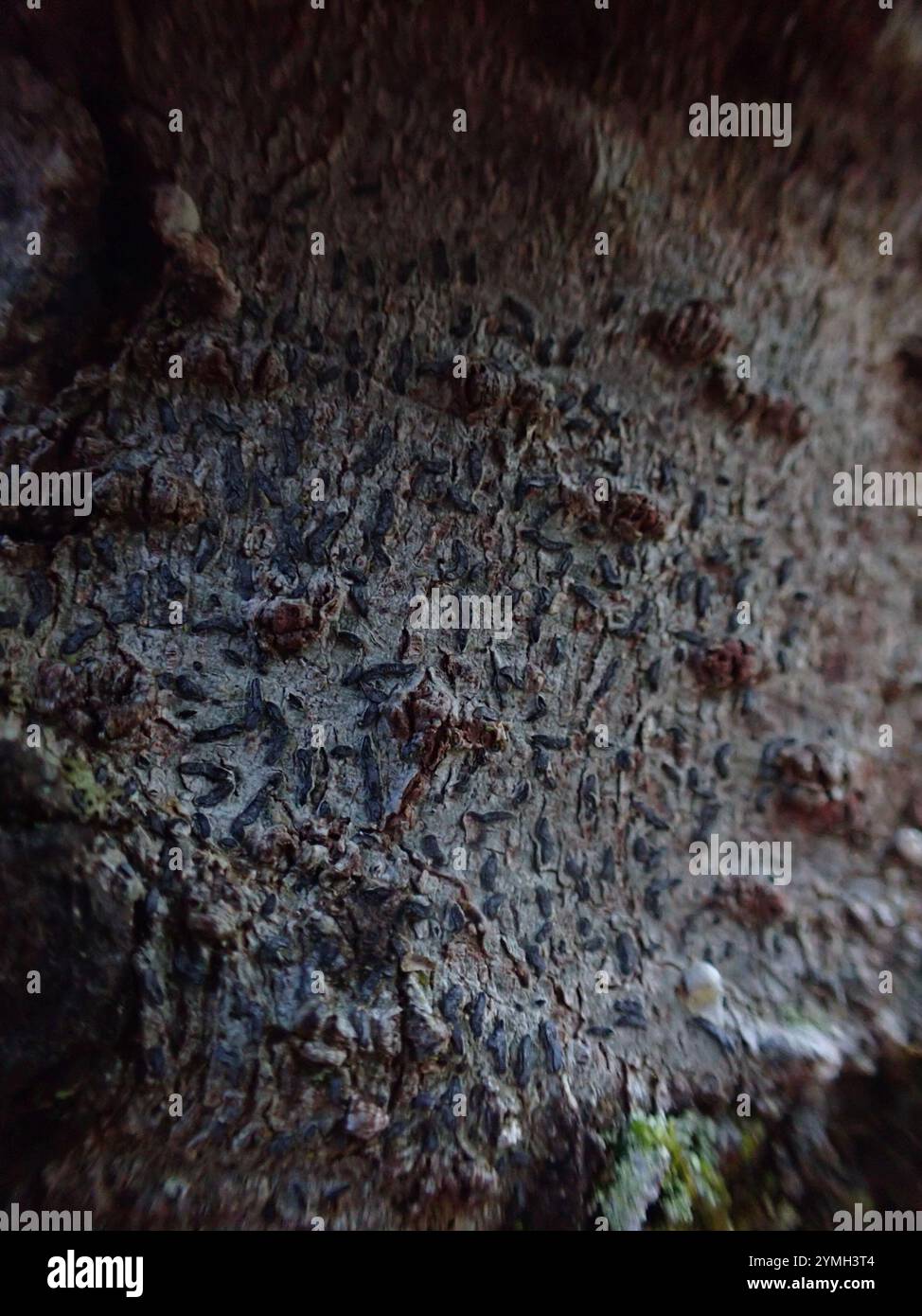 Common Script Lichen (Graphis scripta Stock Photo - Alamy