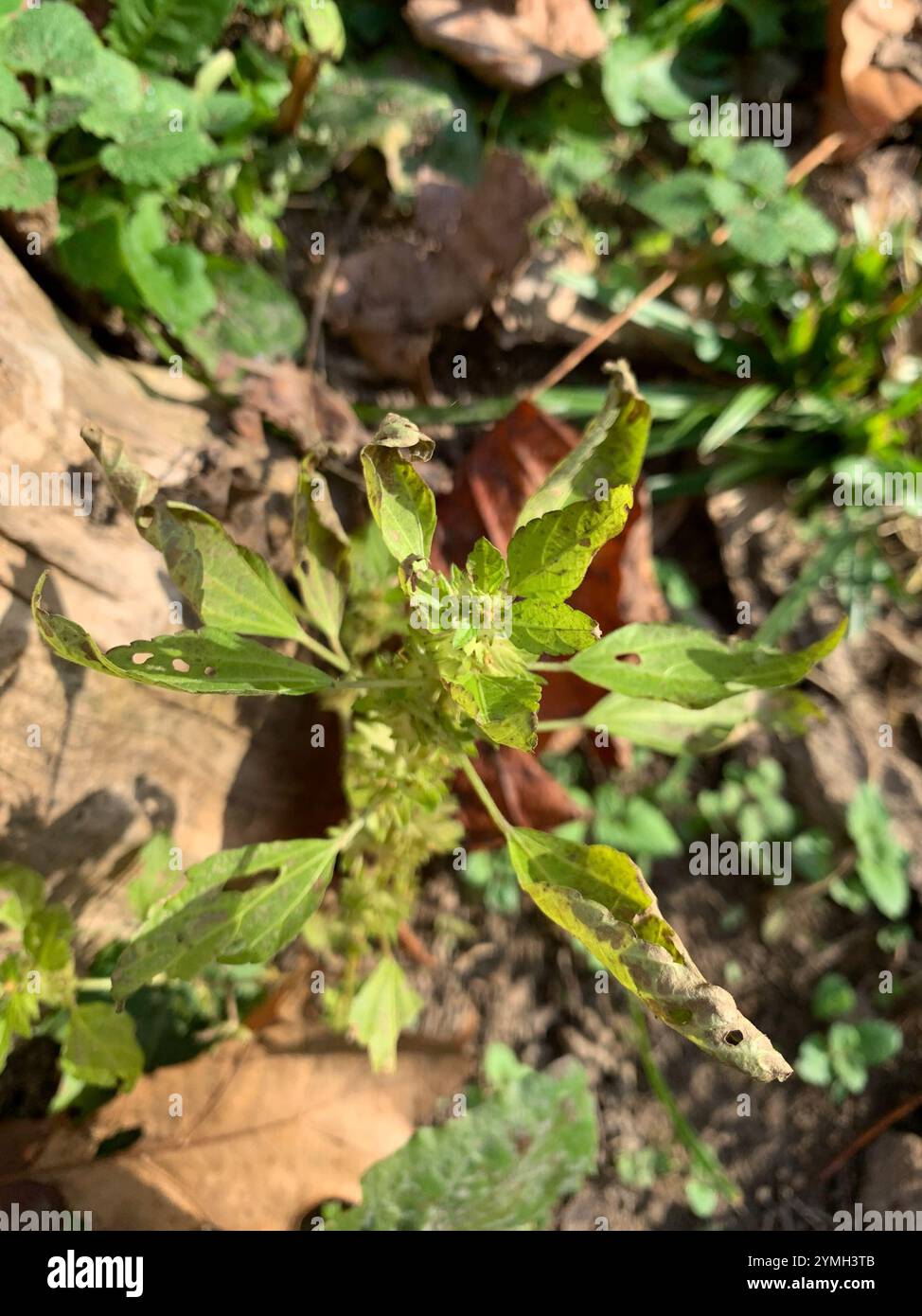 common copperleaf (Acalypha rhomboidea Stock Photo - Alamy