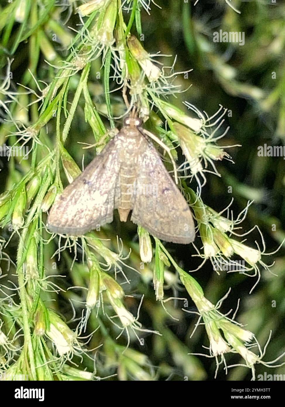 Herpetogramma hi-res stock photography and images - Alamy