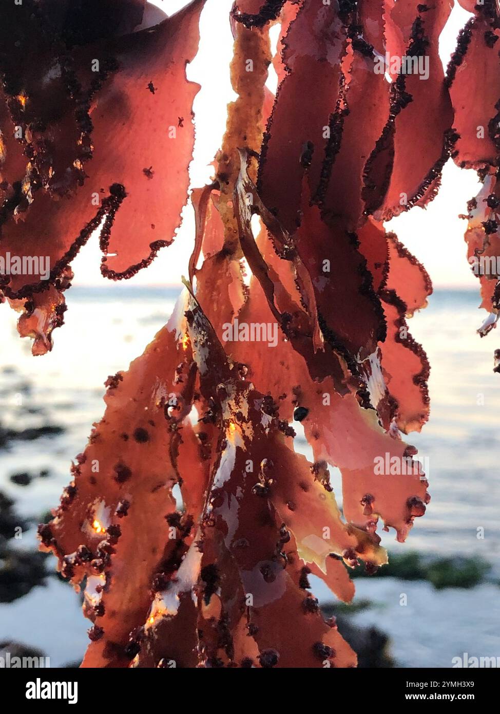 Cryptopleura ruprechtiana hi-res stock photography and images - Alamy