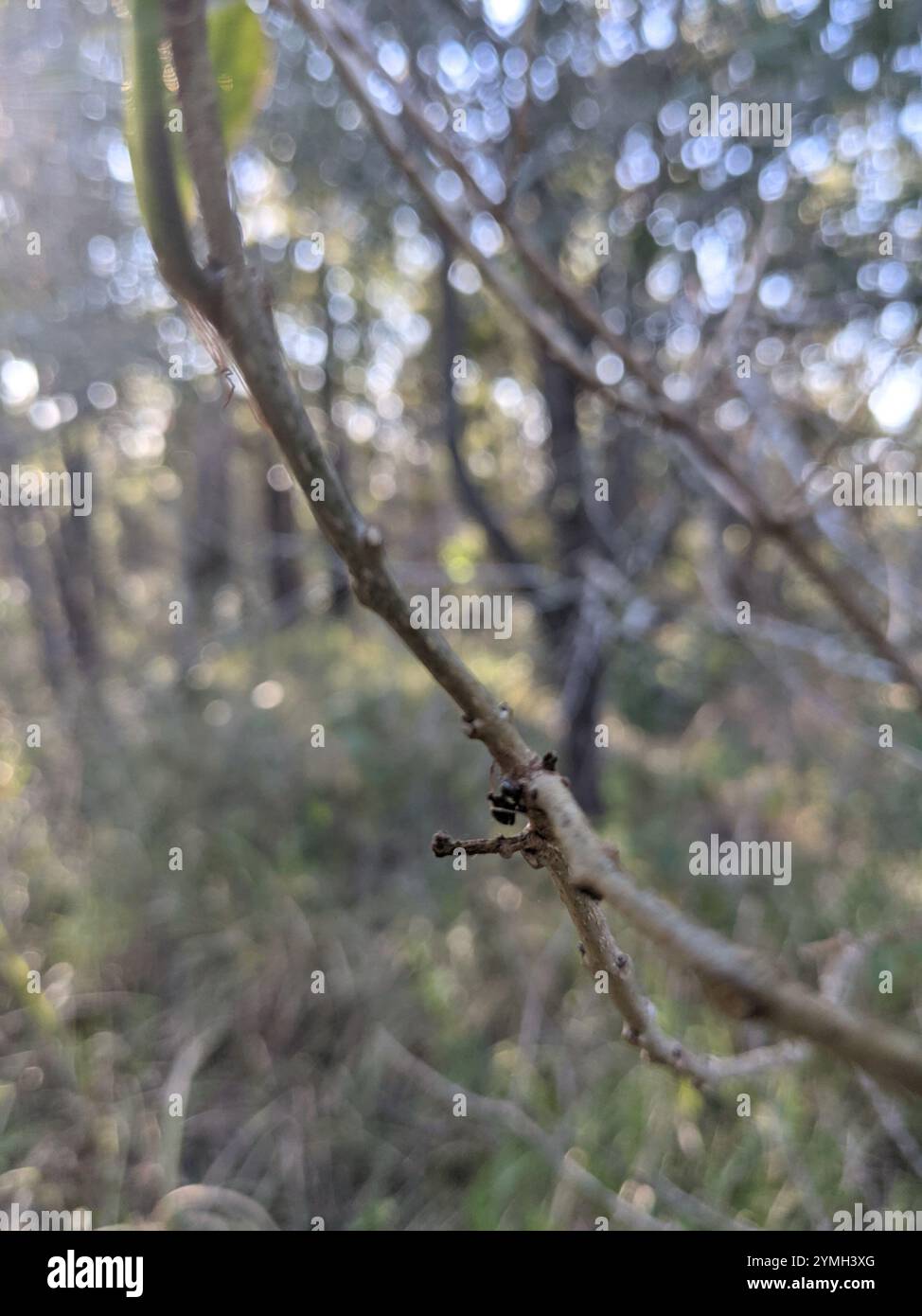 Lolly Bush (Clerodendrum floribundum Stock Photo - Alamy