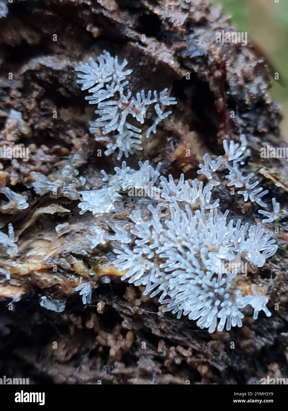 Honeycomb Coral Slime Mold (Ceratiomyxa fruticulosa Stock Photo - Alamy