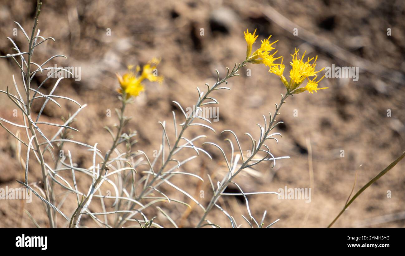 Rubber Rabbitbrush (Ericameria nauseosa Stock Photo - Alamy