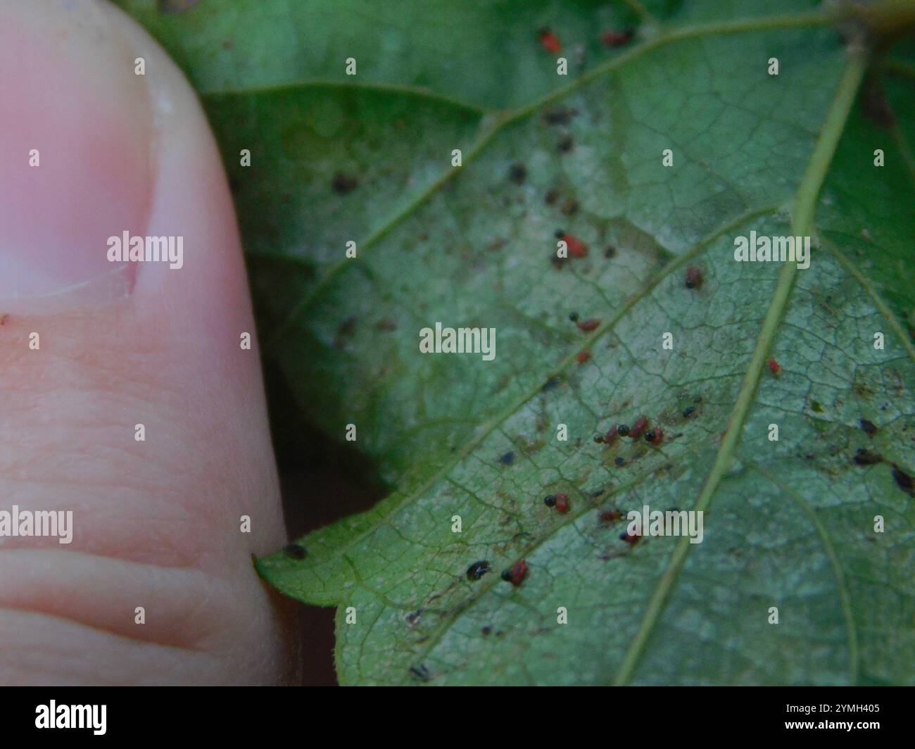Common Thrips (Thripidae Stock Photo - Alamy