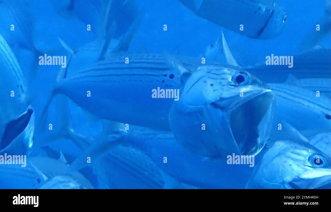 Longjaw Mackerel (Rastrelliger kanagurta Stock Photo - Alamy