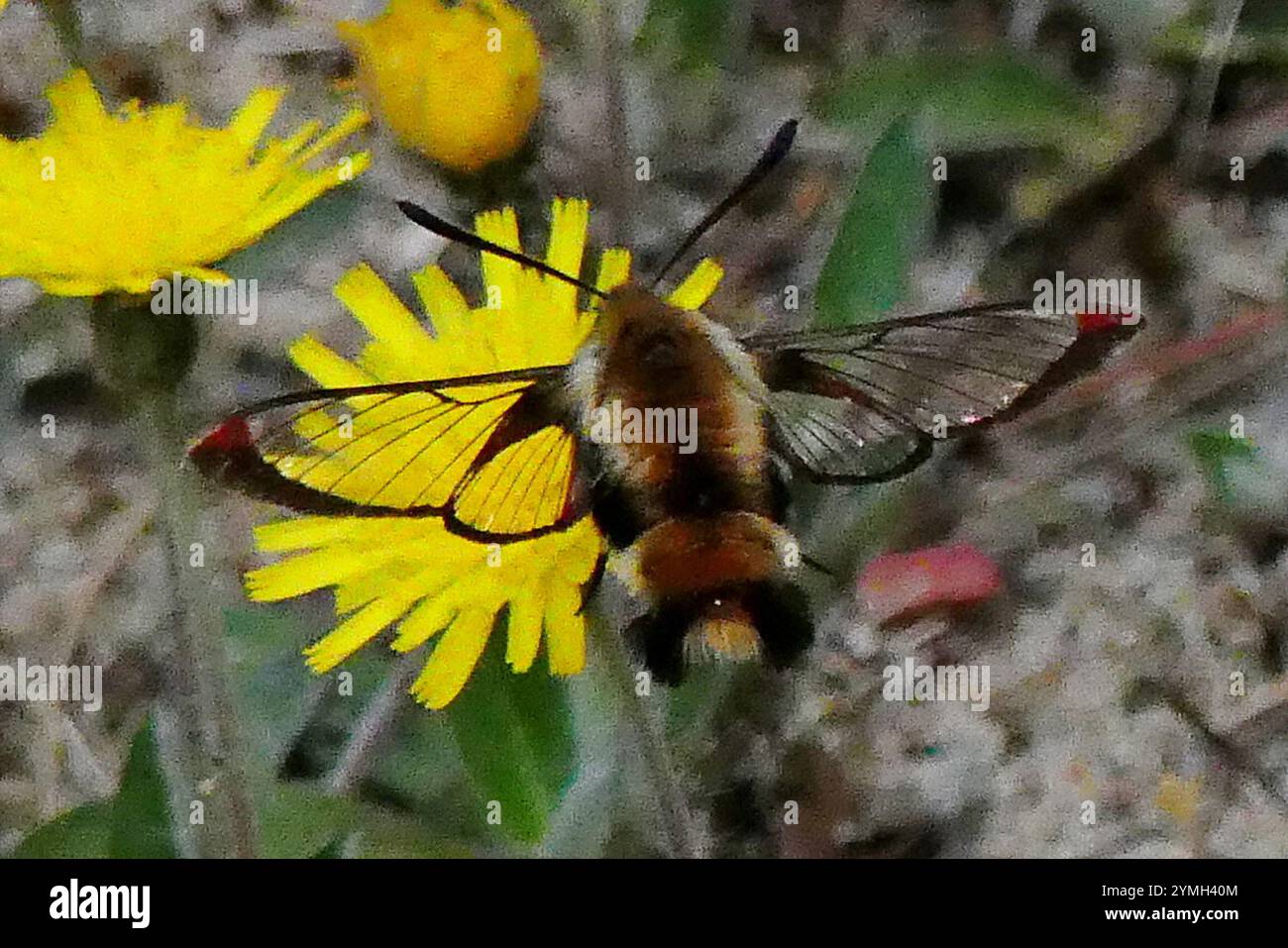 Clearwings and Bee Hawkmoths (Hemaris Stock Photo - Alamy