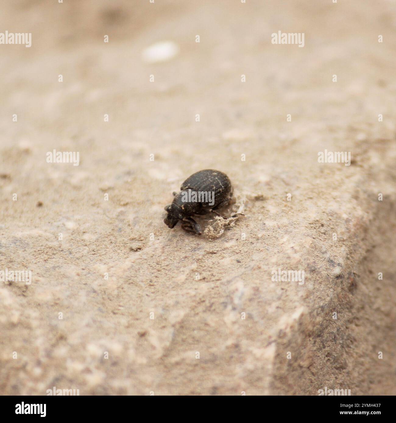 True Weevils (Curculionidae Stock Photo - Alamy