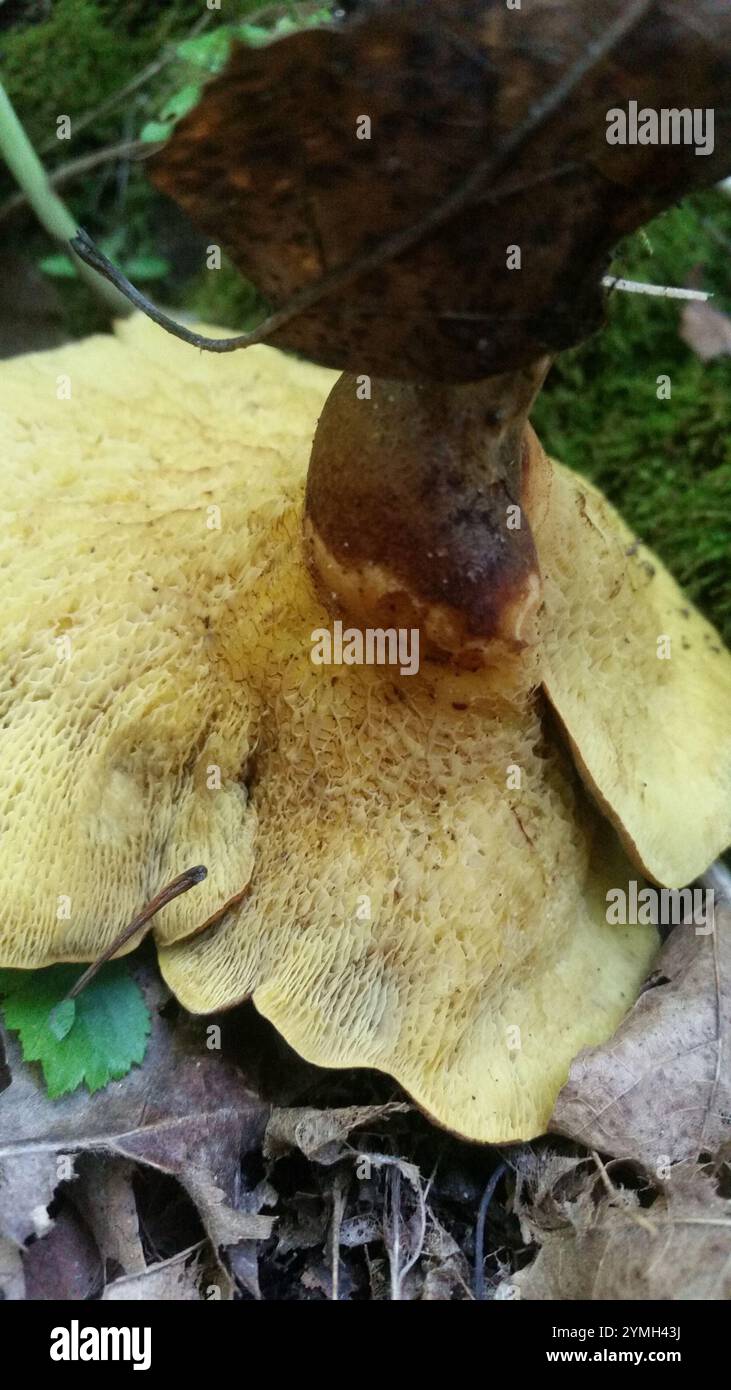ash-tree bolete (Boletinellus merulioides Stock Photo - Alamy