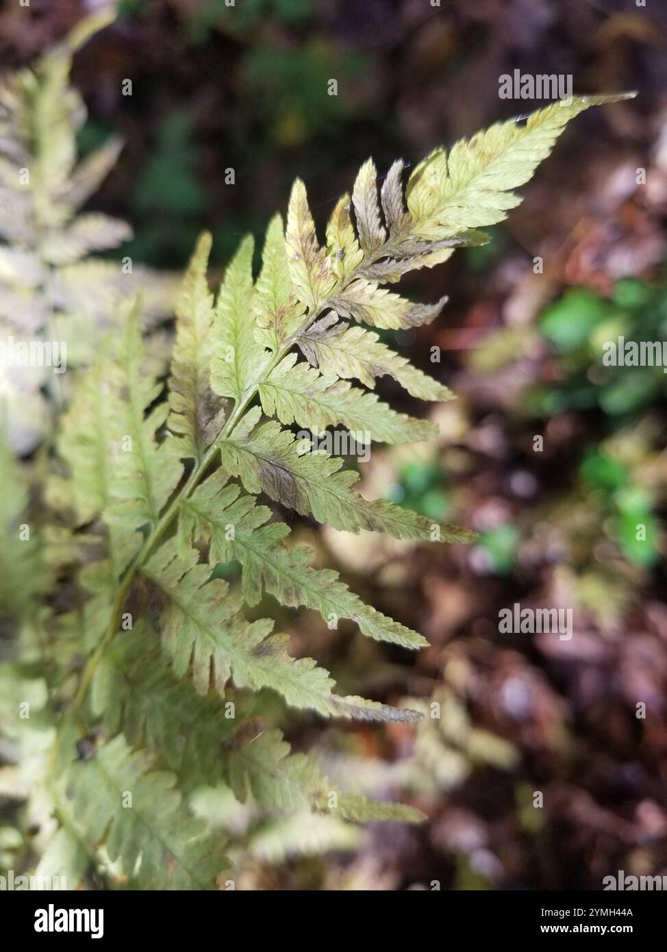 southern lady fern (Athyrium asplenioides Stock Photo - Alamy