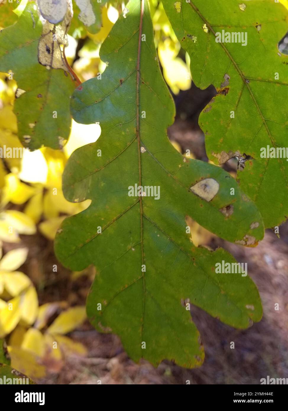 white oak (Quercus alba Stock Photo - Alamy