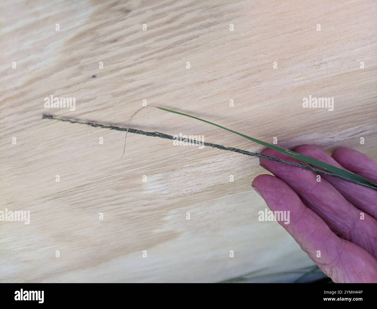 Slender Rat's Tail Grass (Sporobolus creber Stock Photo - Alamy