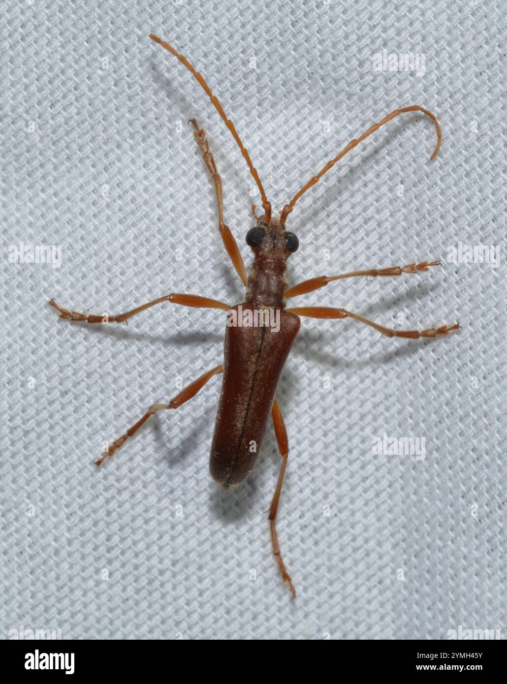 Cinnamopterus hi-res stock photography and images - Alamy