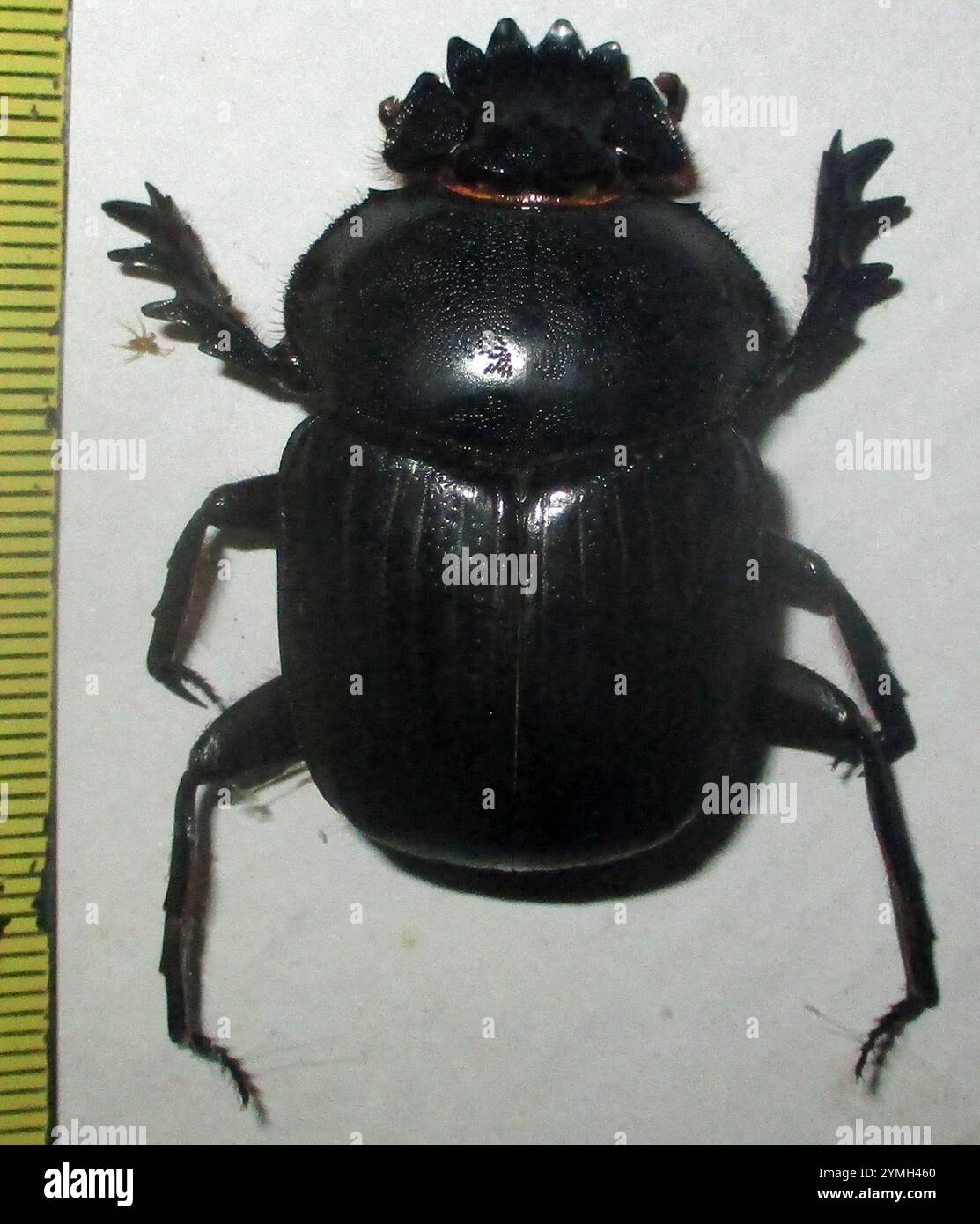 Kheper hi-res stock photography and images - Alamy