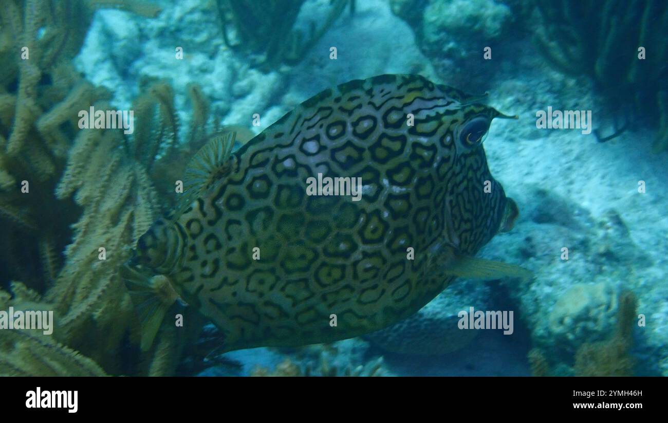 Honeycomb Cowfish (Acanthostracion polygonium Stock Photo - Alamy
