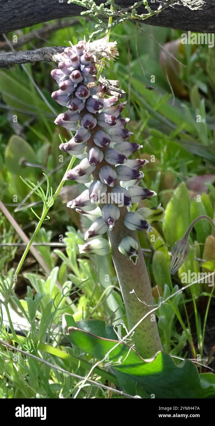 Cape Cowslips (Lachenalia Stock Photo - Alamy