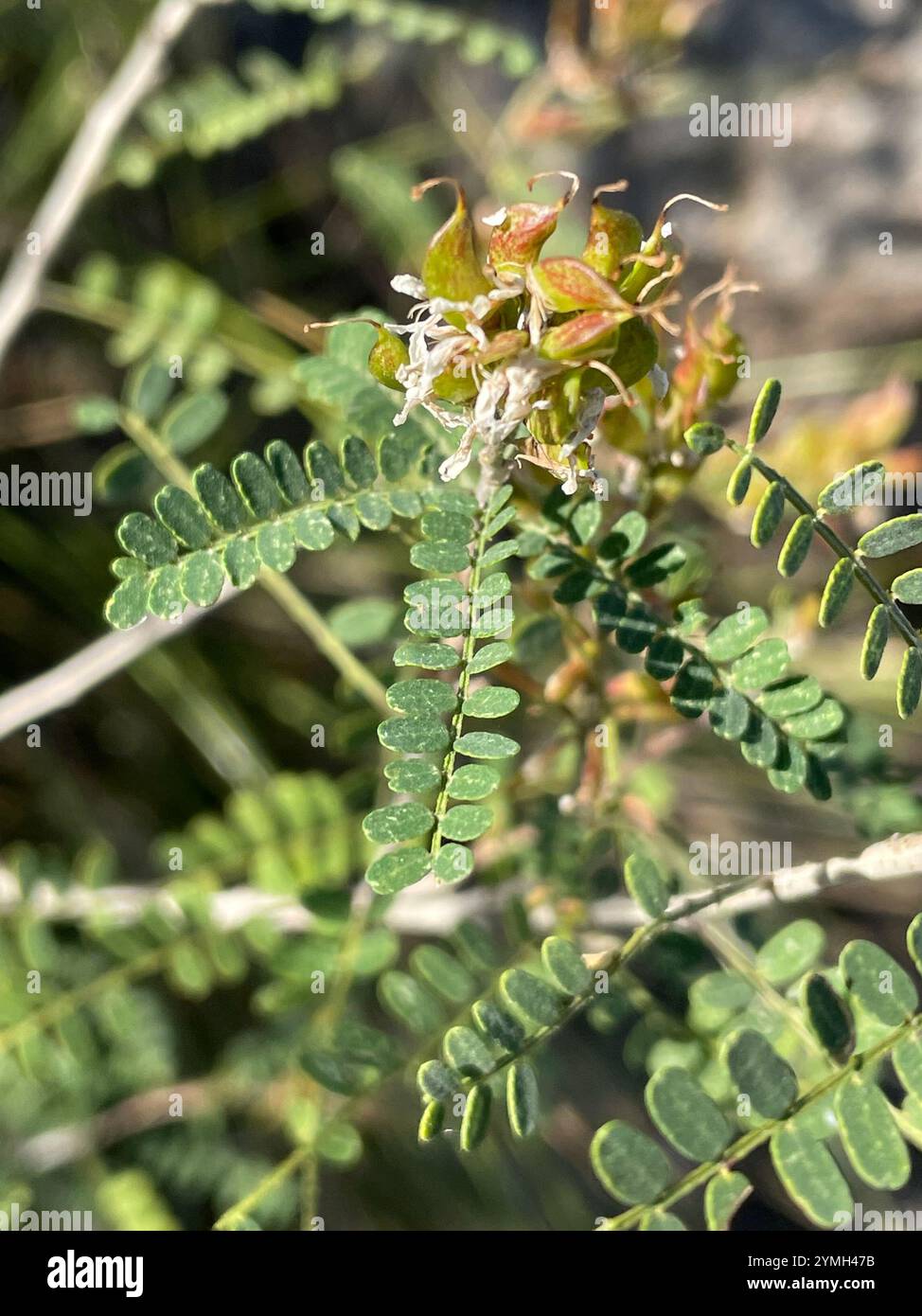 Texas Kidneywood (Eysenhardtia texana Stock Photo - Alamy
