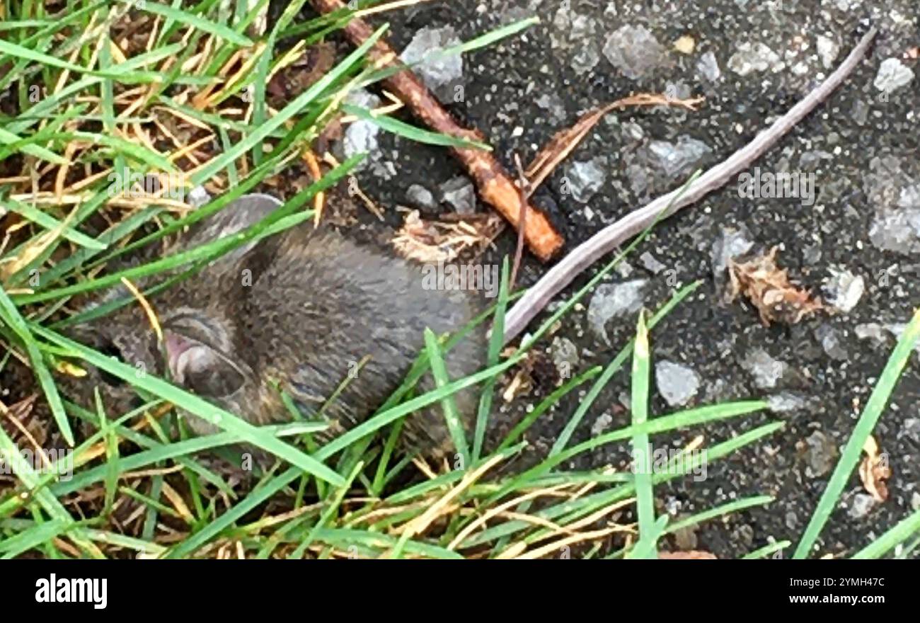 Deer Mouse (Peromyscus maniculatus Stock Photo - Alamy