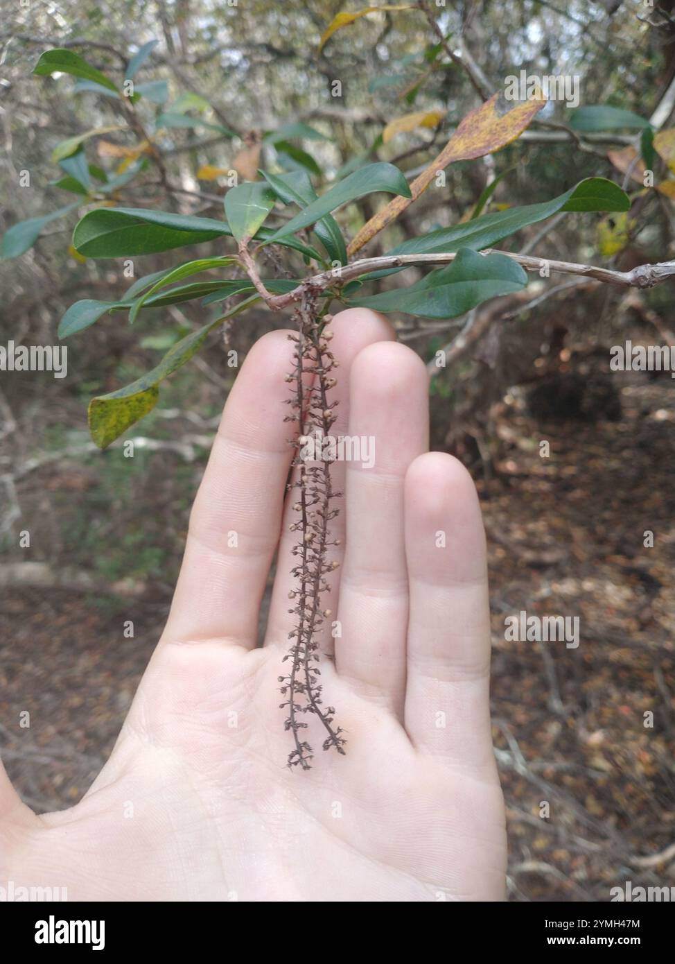 Swamp titi (Cyrilla racemiflora Stock Photo - Alamy