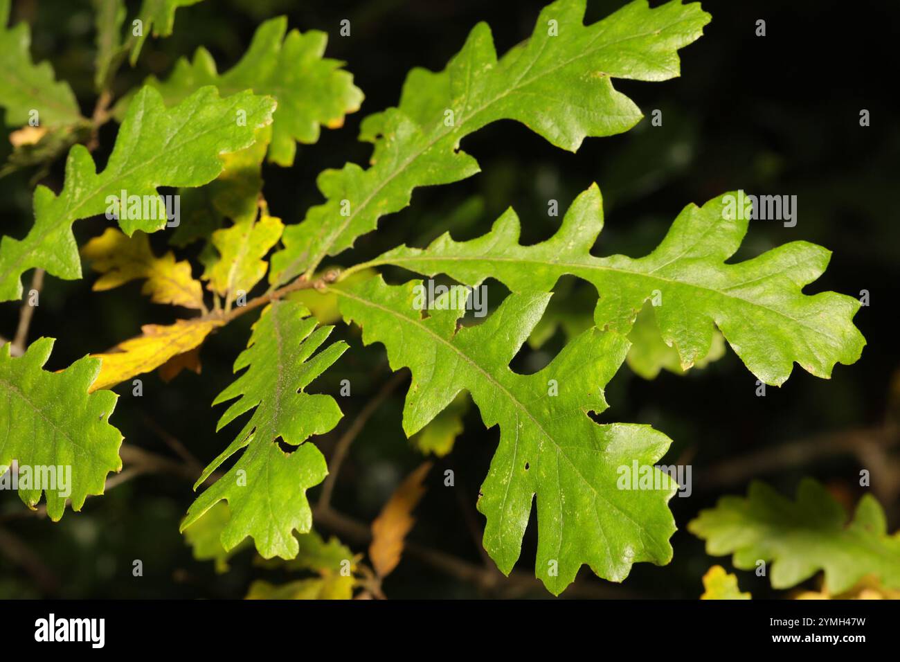 Turkey Oak (Quercus cerris Stock Photo - Alamy