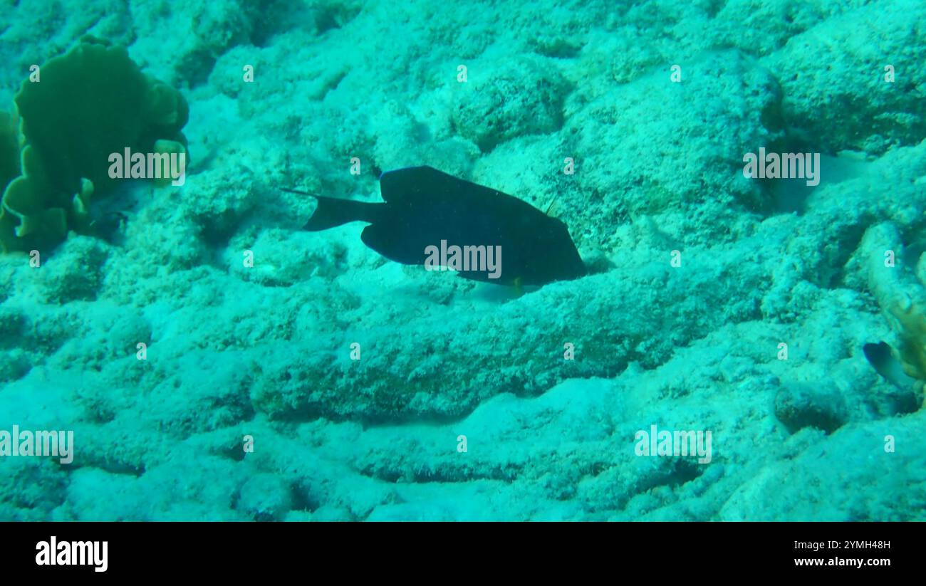 Surgeonfishes, Tangs, and Unicornfishes (Acanthuridae Stock Photo - Alamy