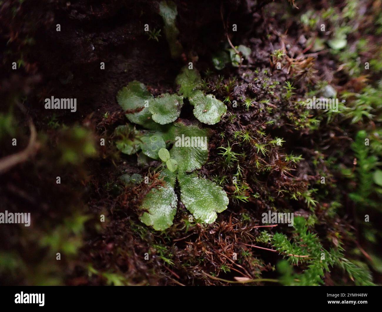 Hemisphaeric Liverwort (Reboulia hemisphaerica Stock Photo - Alamy