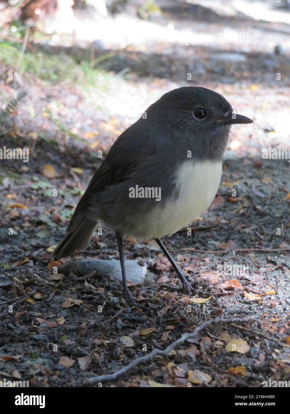Mainland South Island Robin (Petroica australis australis Stock Photo ...