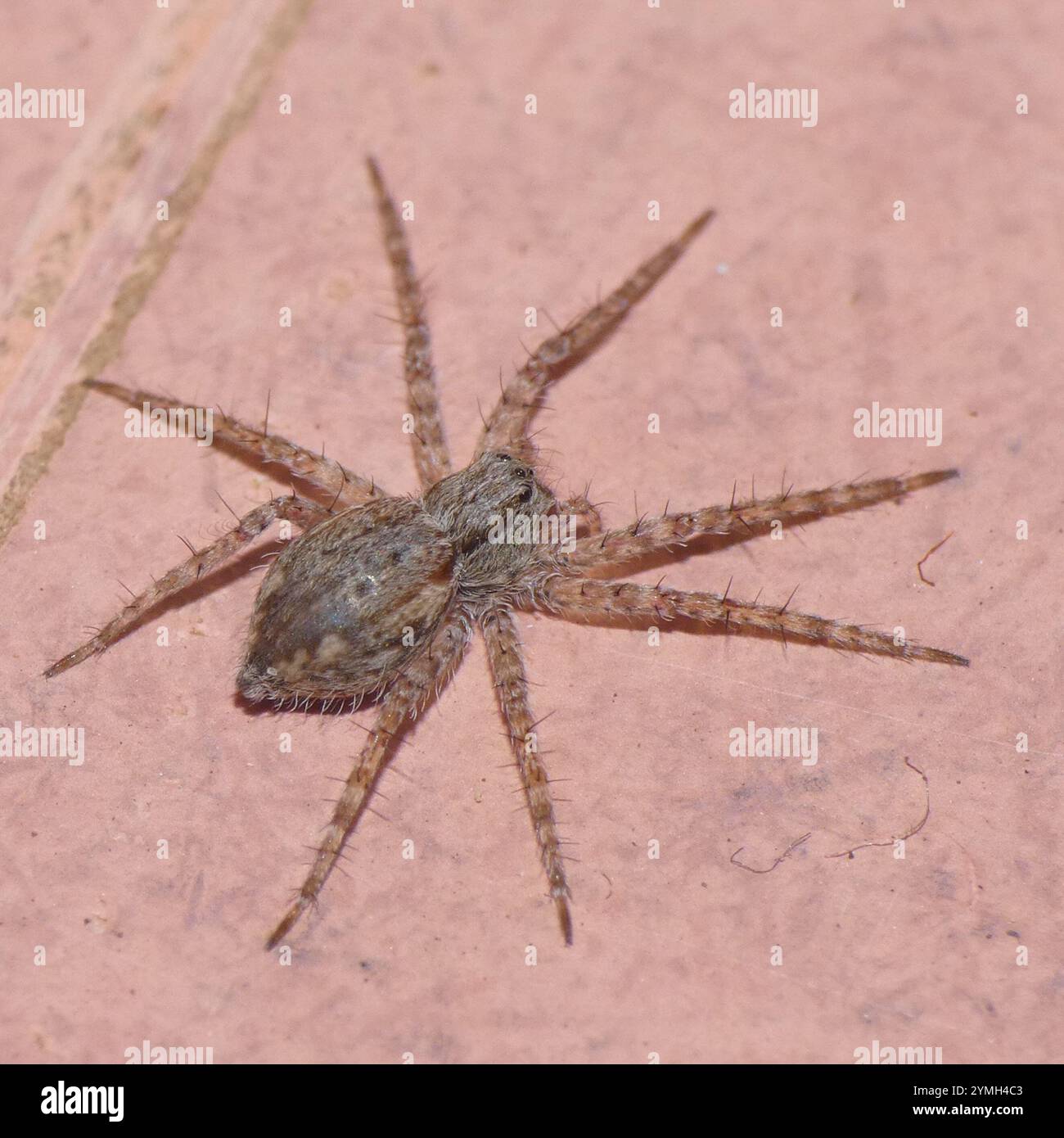 Nursery Web Spiders (Pisauridae Stock Photo - Alamy