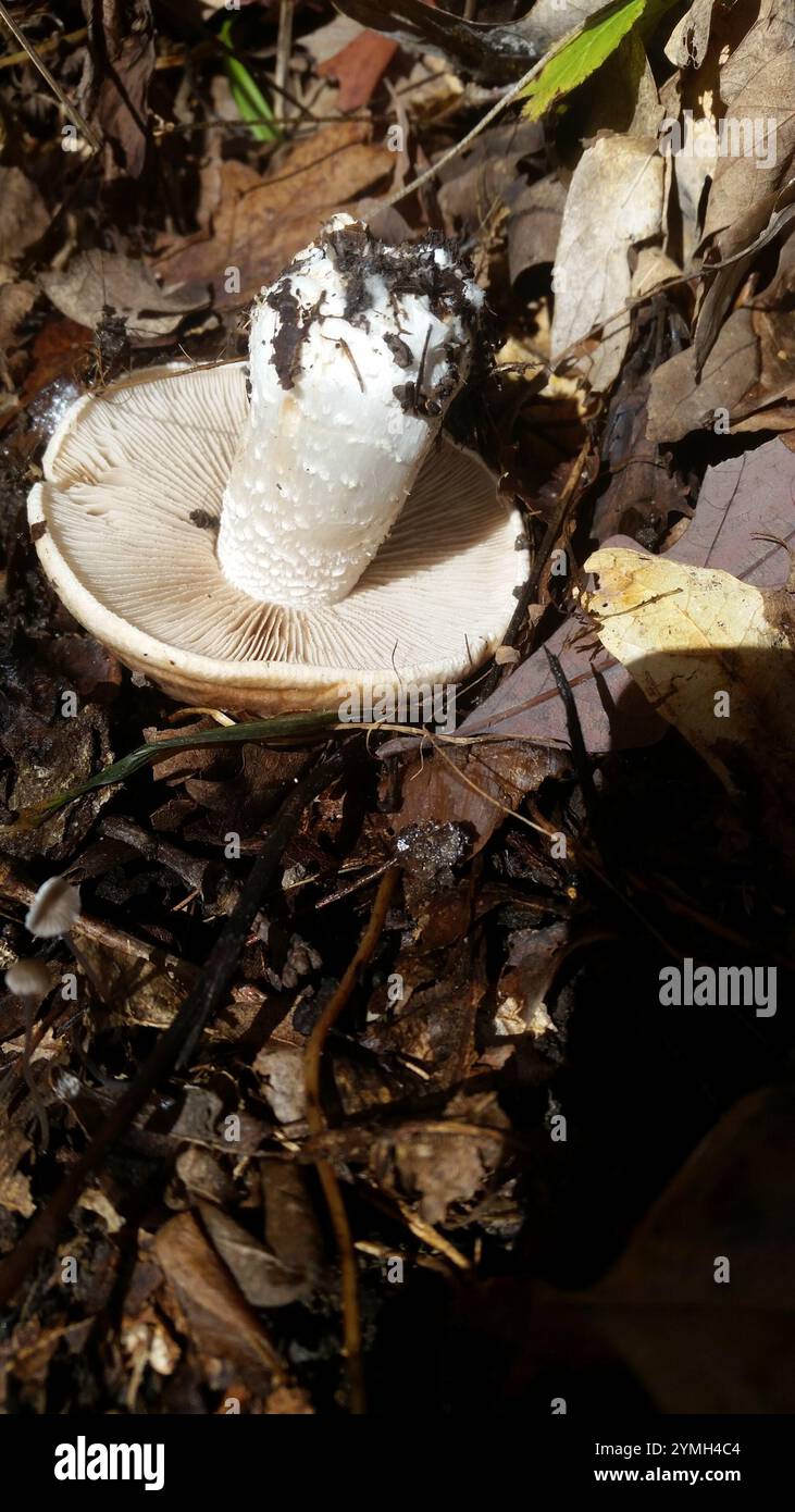 Bitter poisonpie hi-res stock photography and images - Alamy