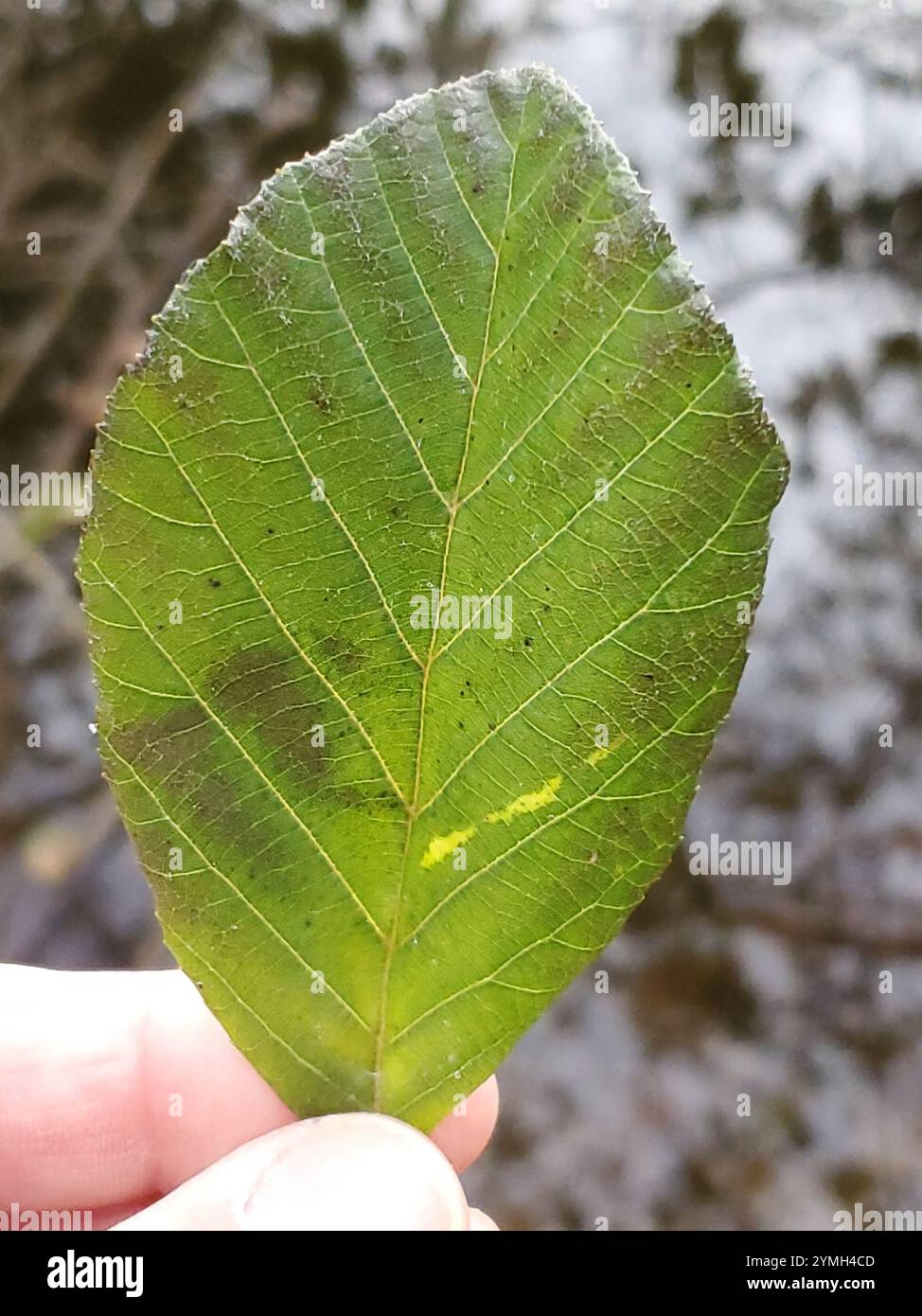 smooth alder (Alnus serrulata Stock Photo - Alamy