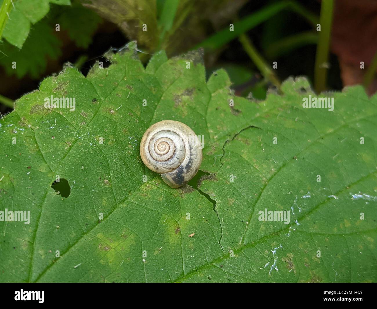 Kentish Snail (Monacha cantiana Stock Photo - Alamy