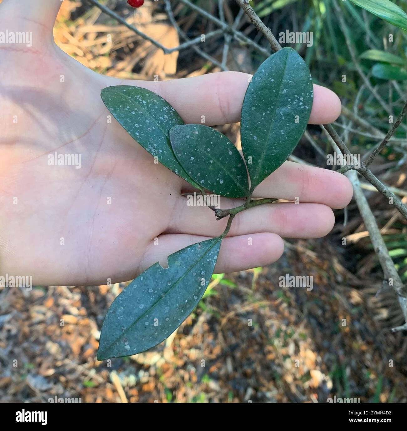 dahoon holly (Ilex cassine Stock Photo - Alamy