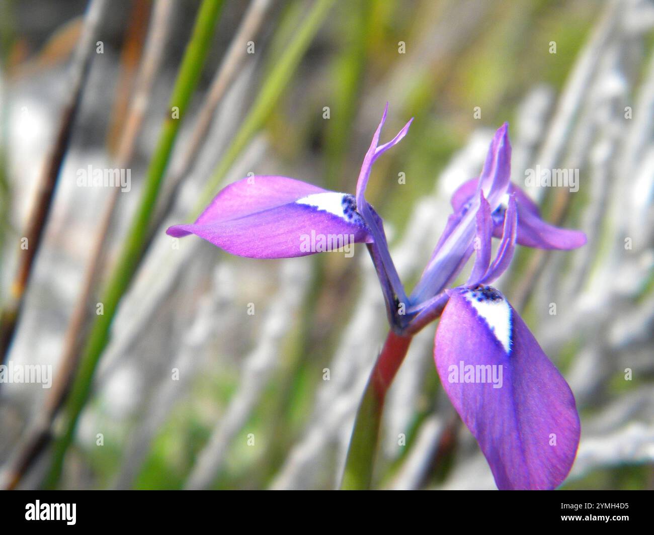 Blue Uintjie (Moraea tripetala Stock Photo - Alamy