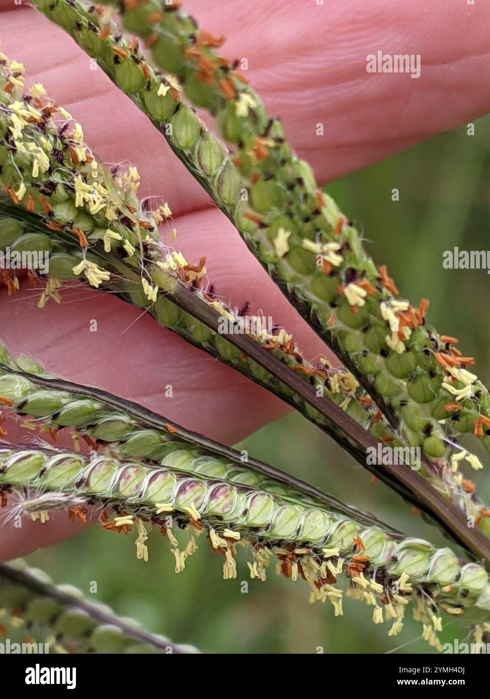 Vasey Grass (Paspalum urvillei Stock Photo - Alamy