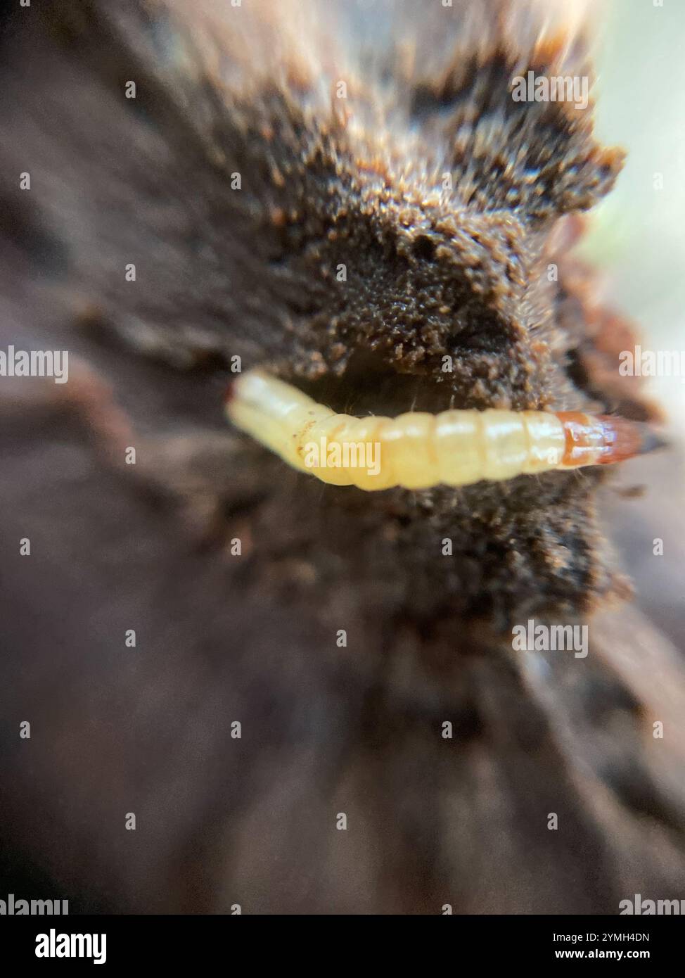 Water, Rove, Scarab, Long-horned, Leaf, and Snout Beetles (Polyphaga ...