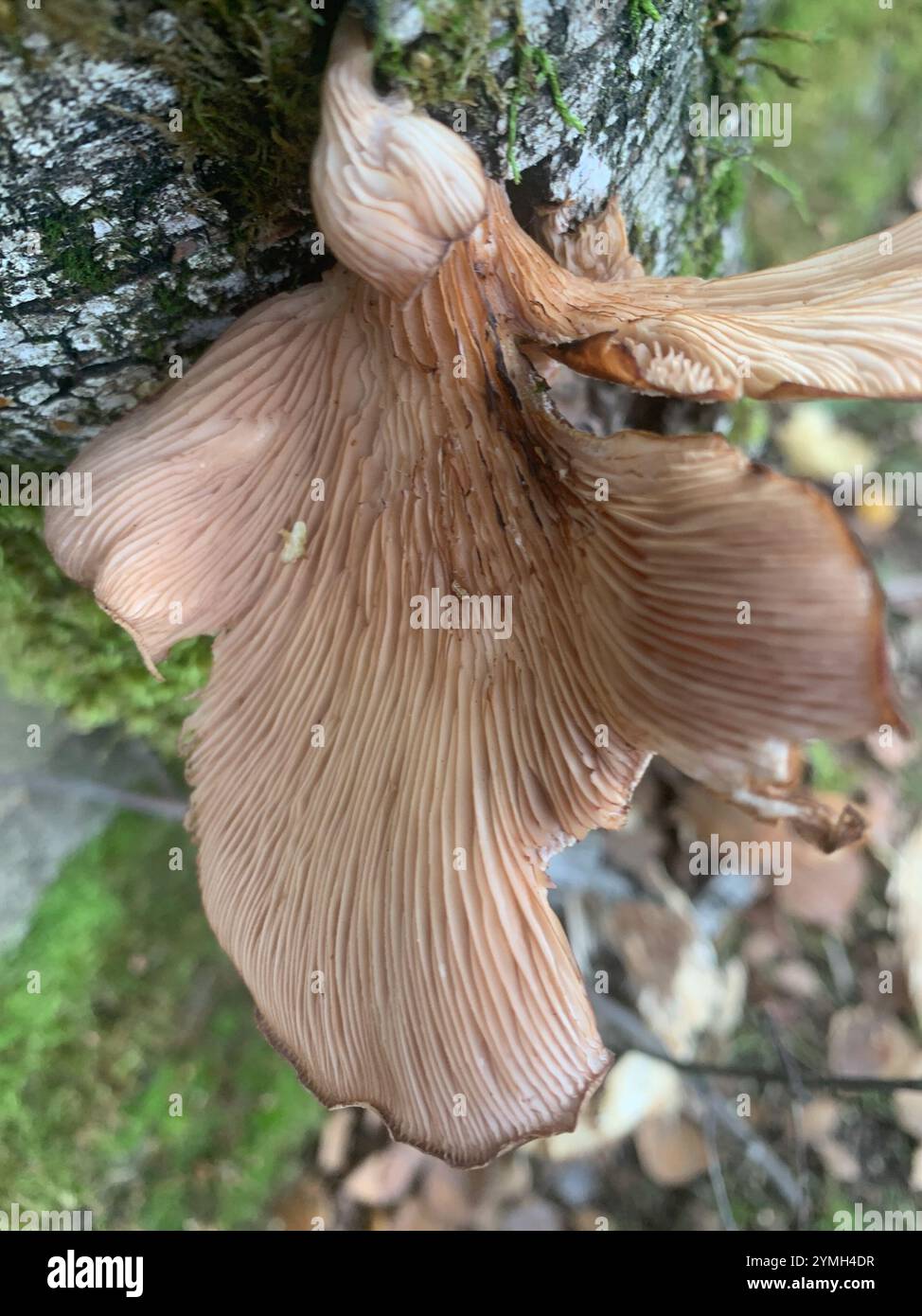 Lilac oysterling (Panus conchatus Stock Photo - Alamy