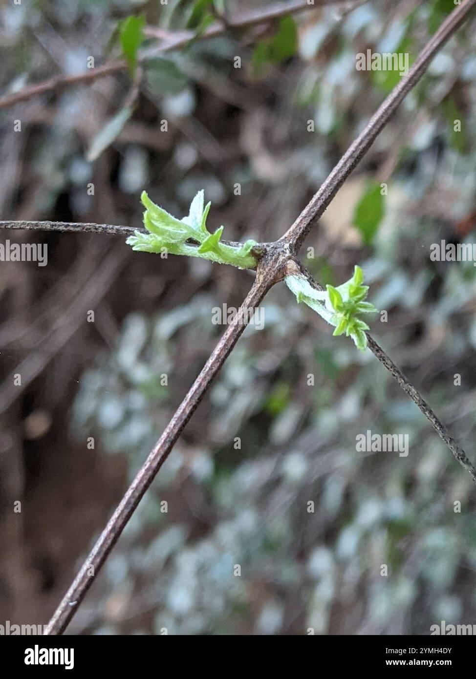 Pipestem Clematis (Clematis lasiantha Stock Photo - Alamy