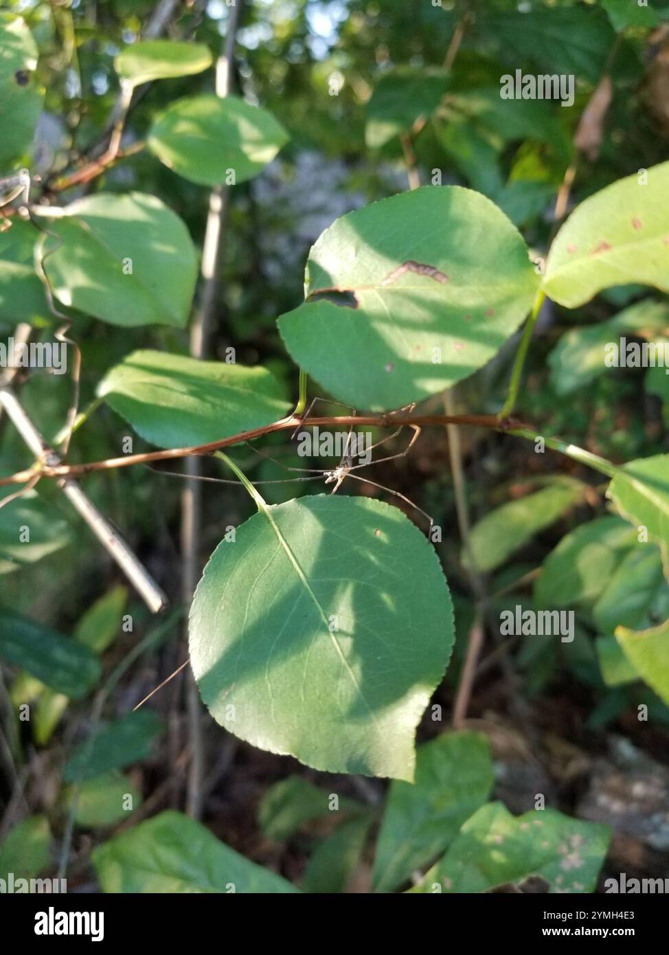 Ogre-faced Spider (Deinopis spinosa Stock Photo - Alamy