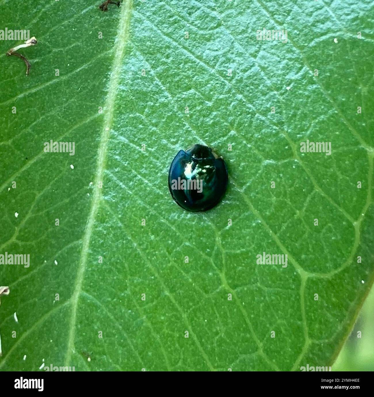 Steelblue lady beetle hi-res stock photography and images - Alamy