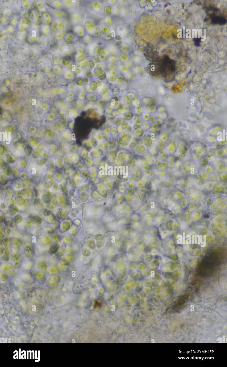 green algae (Chlorophyta Stock Photo - Alamy