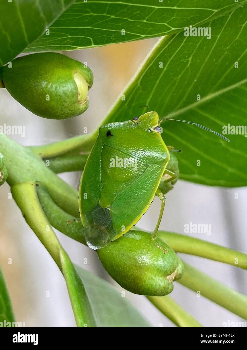 New Zealand Vegetable Bug (Glaucias amyoti Stock Photo - Alamy